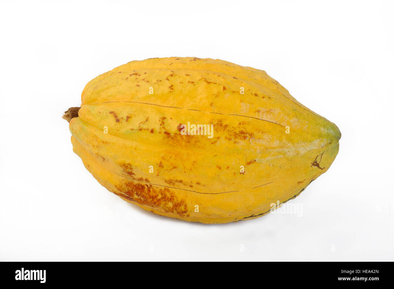 Cocoa pod on white background Stock Photo - Alamy