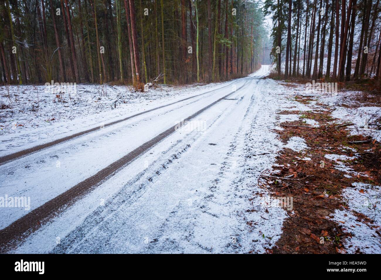 Sandy road in winter forest, bad weather landscape. European forest ...