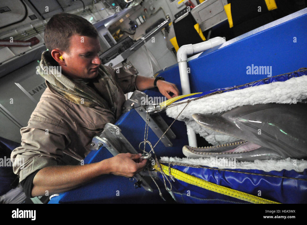 U.S. Navy Machinist Mate 3rd Class Aaron Nutt tends to a dolphin aboard ...