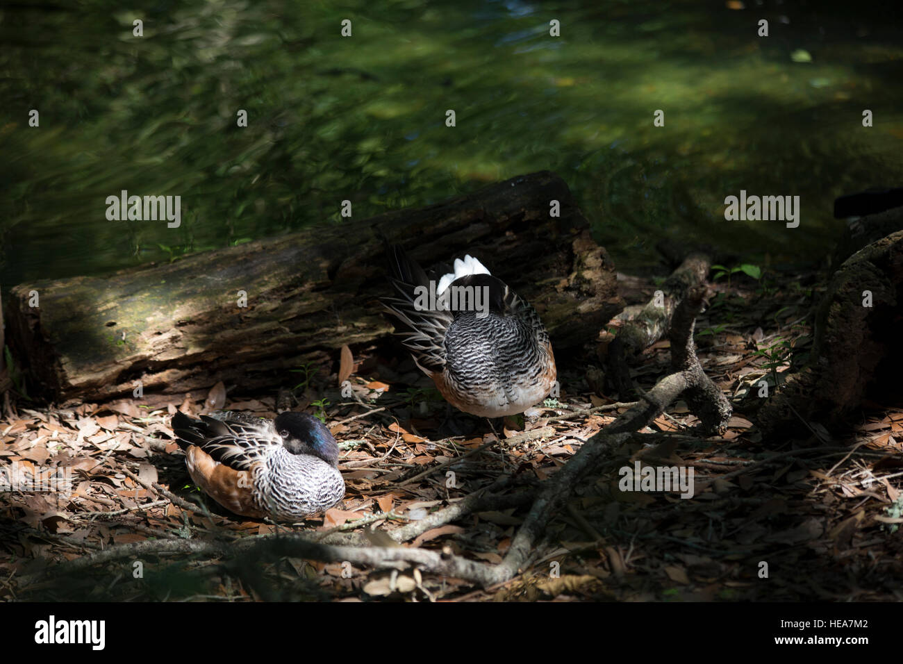 American widgeon ducks (Anas americana Stock Photo - Alamy
