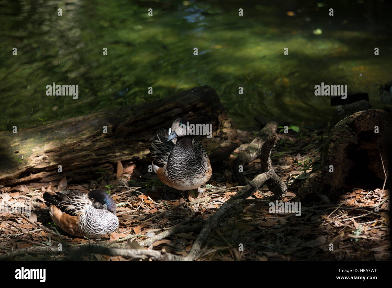 American widgeon ducks (Anas americana Stock Photo - Alamy