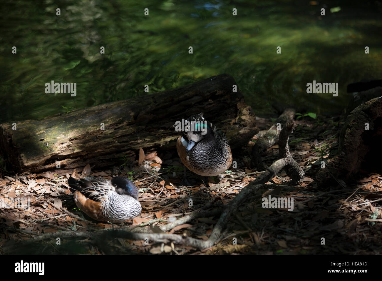 American widgeon ducks (Anas americana Stock Photo - Alamy