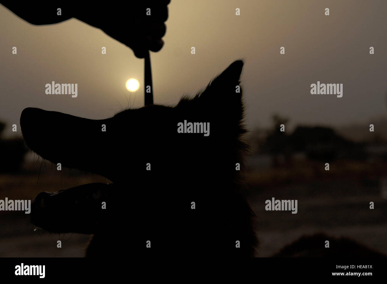 An Iraqi dog waits for a command from his handler during a training ...