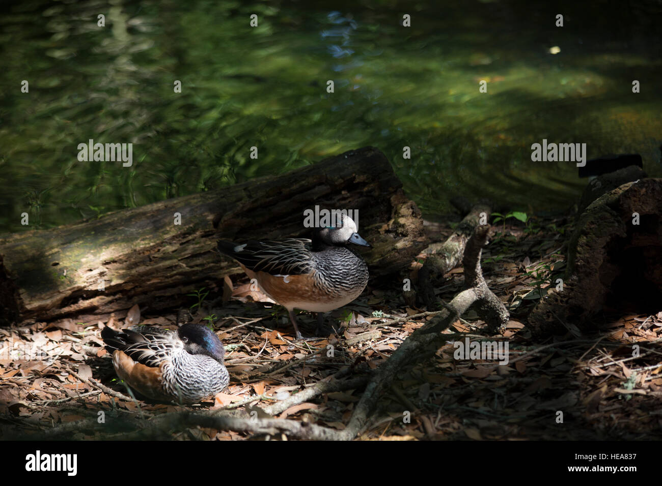 American widgeon ducks (Anas americana Stock Photo - Alamy