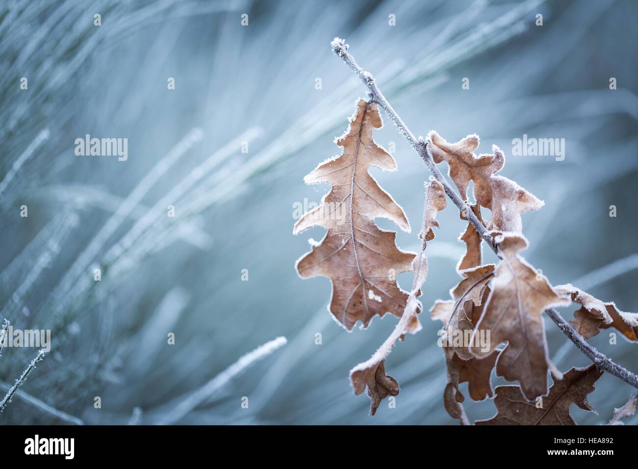Beautiful frozen tree branch with dead leaves and ice crystals. Close ...