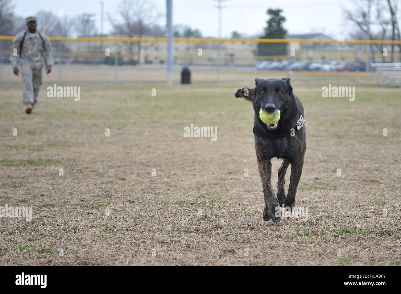 Military working dog Zzarr, a specialized search dog assigned to the ...