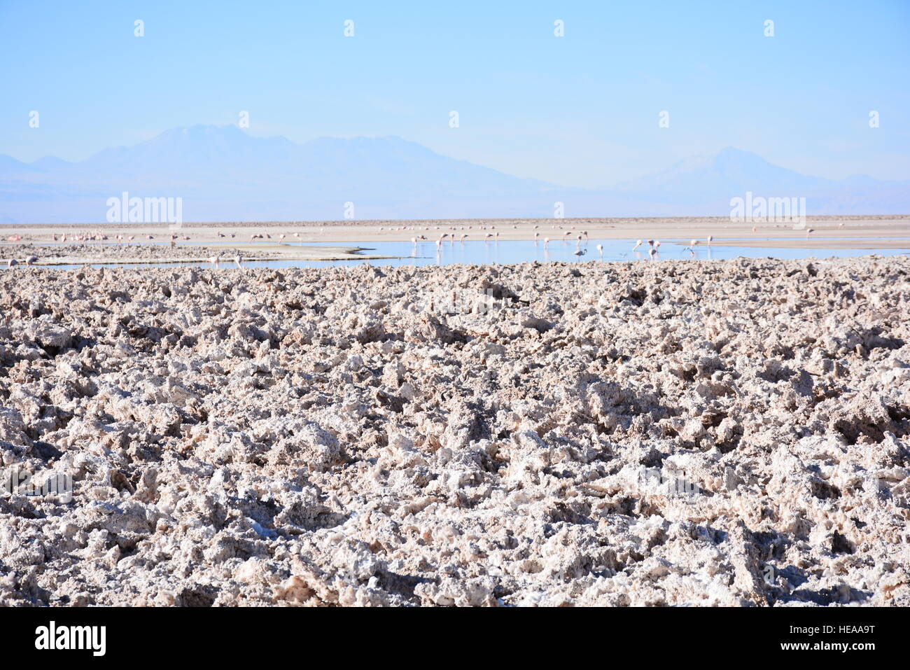 Salt flats lake in Atacama desert Chile Stock Photo - Alamy