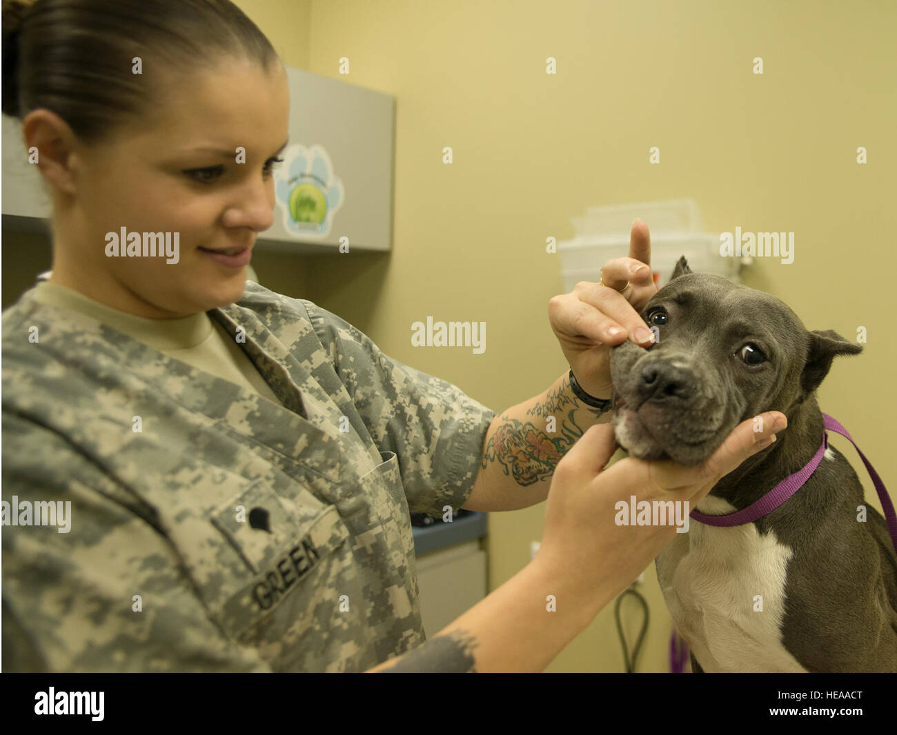 Army Spc. Valeria Green, animal health technician, does a routine exam ...