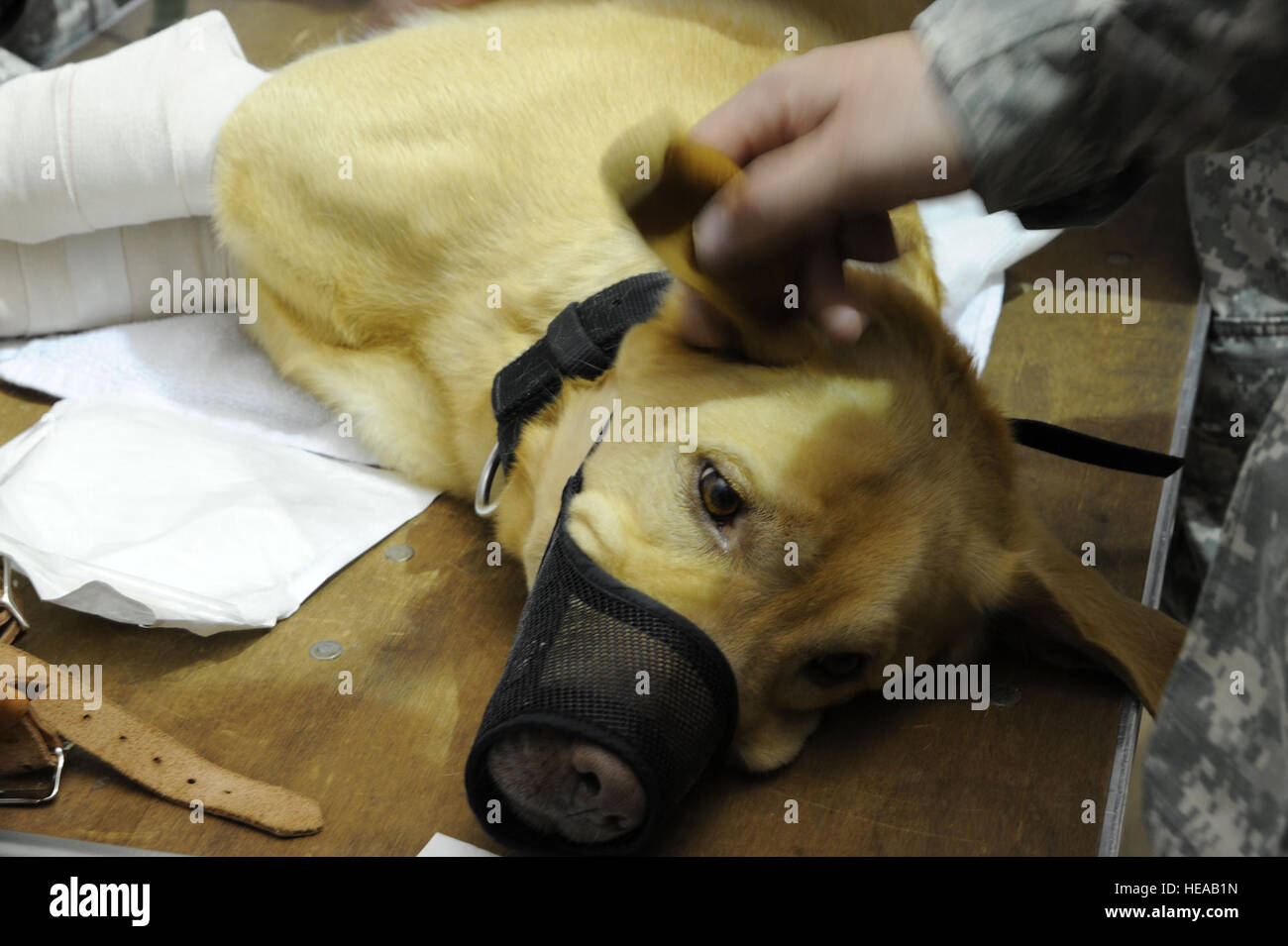 U.S. Army Sgt. Leslie Langford, canine handler, 550th Military Working ...