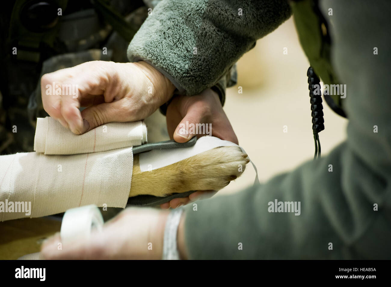 U.S. Army veterinarians, 328th Combat Support Hospital, apply a leg ...