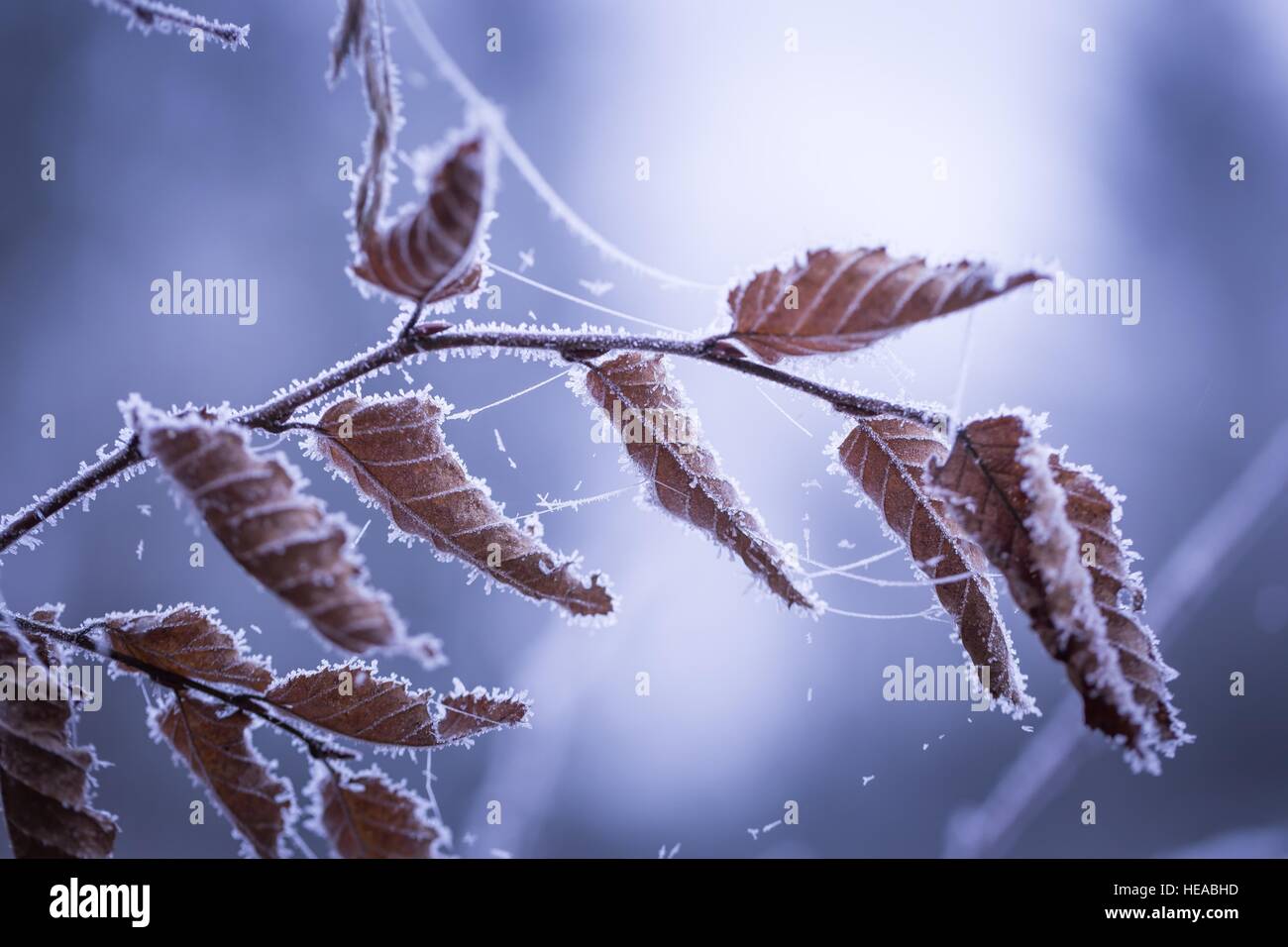 Beautiful frozen tree branch with dead leaves and ice crystals. Close ...