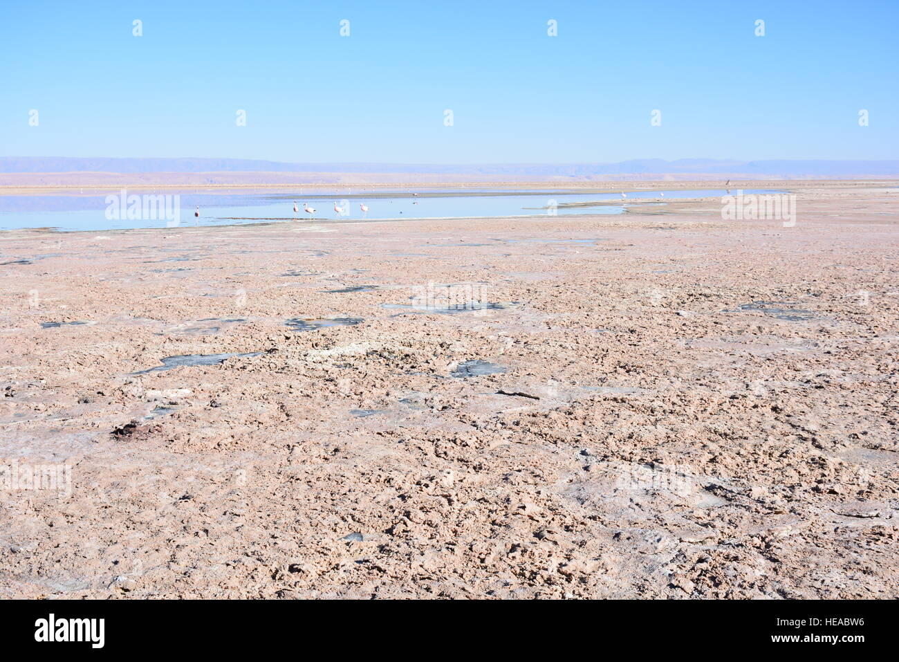 Salt flats lake in Atacama desert Chile Stock Photo - Alamy
