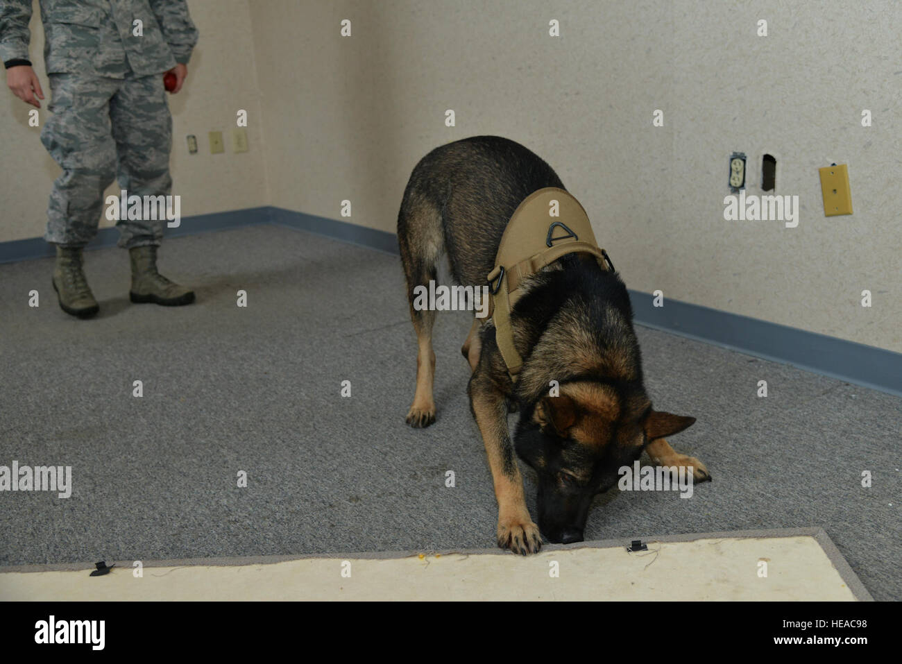 Rony, a 633rd Security Forces Squadron military working dog, searches ...