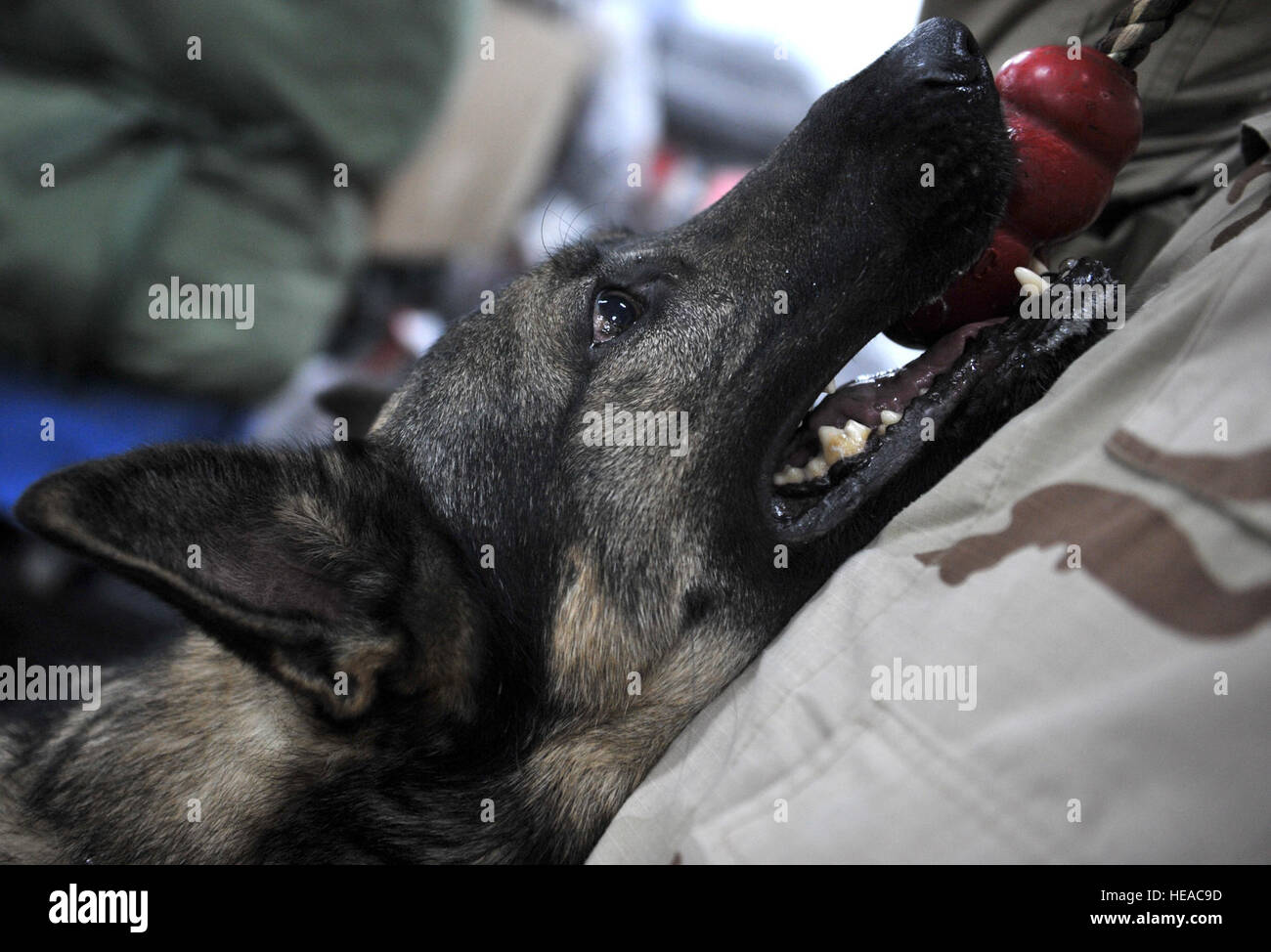 German Shepherd Bite Marks