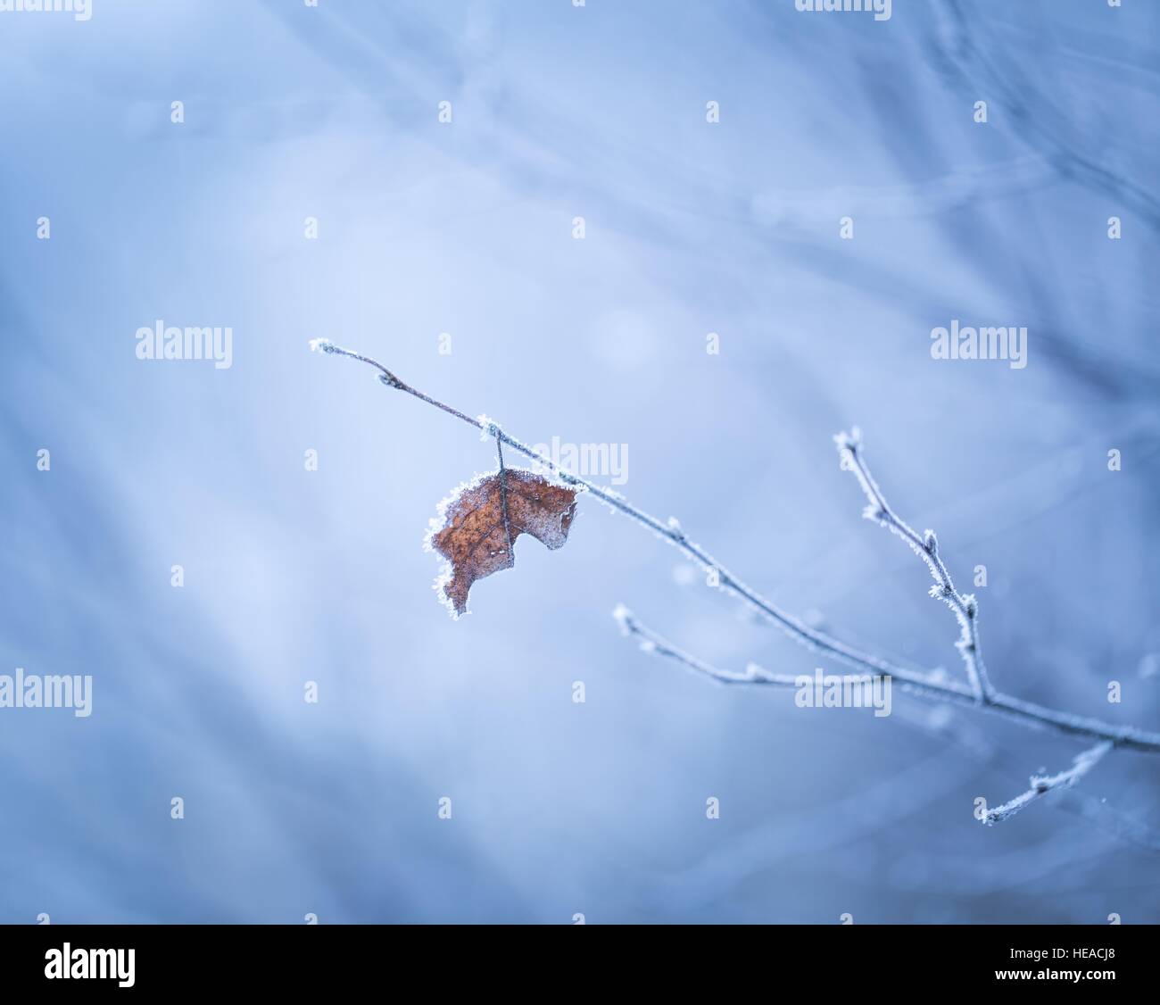 Beautiful frozen tree branch with dead leaves and ice crystals. Close up of withered tree twig ...