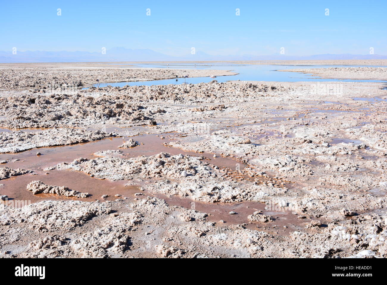 Salt flats lake in Atacama desert Chile Stock Photo - Alamy
