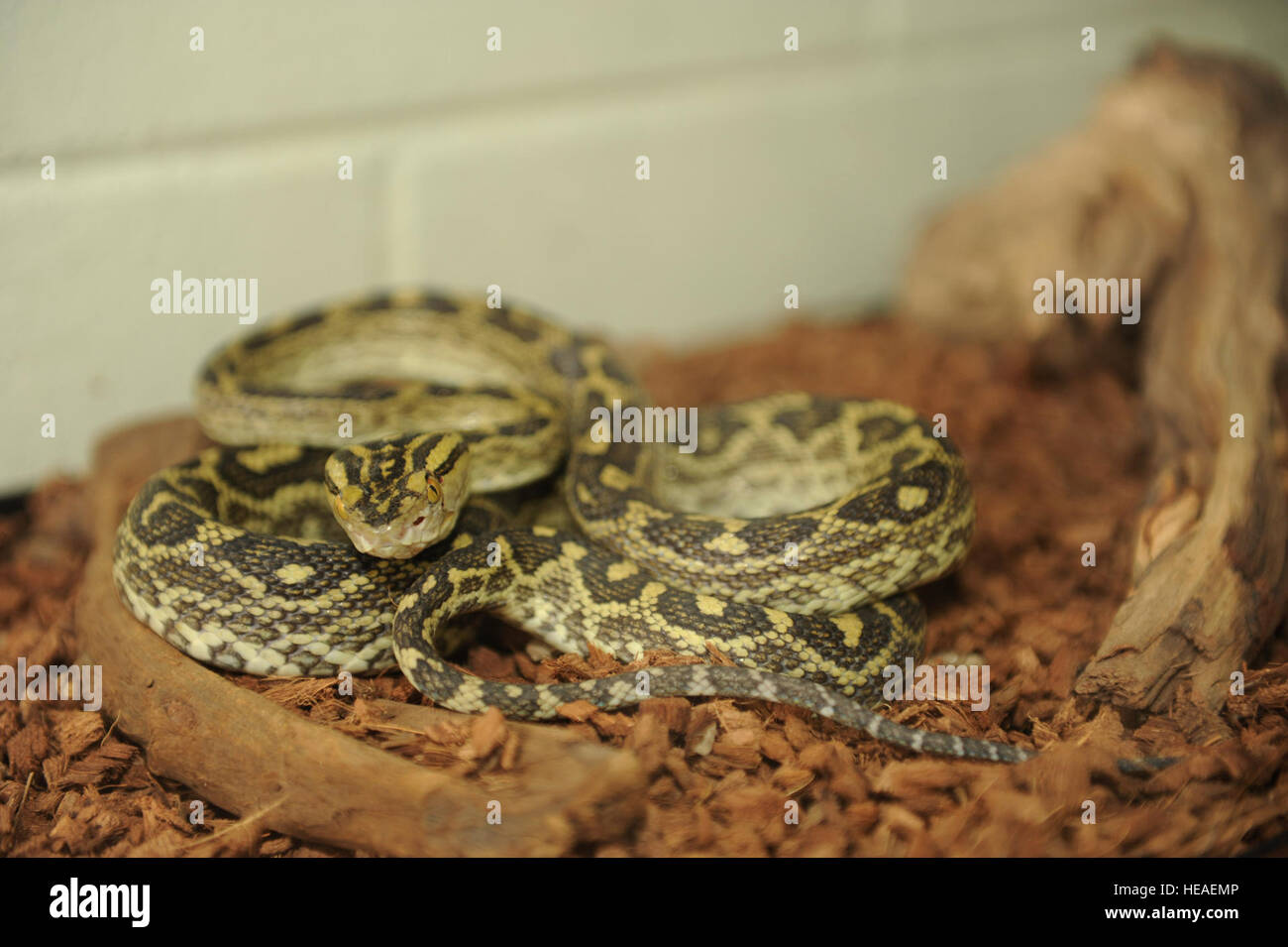 Habu snake hi-res stock photography and images - Alamy