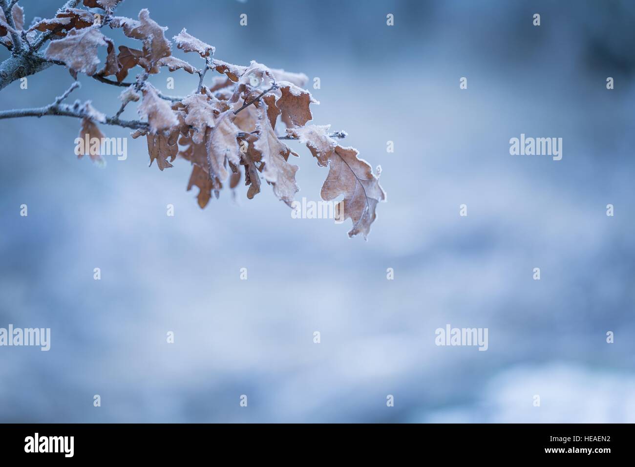 Beautiful frozen tree branch with dead leaves and ice crystals. Close ...