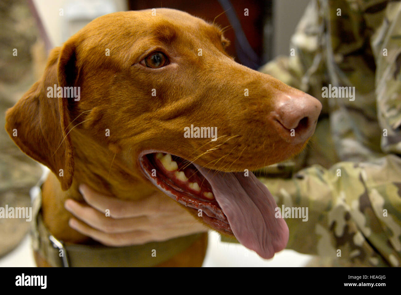 A service member pets the 98th Medical Detachment Combat Stress Control ...