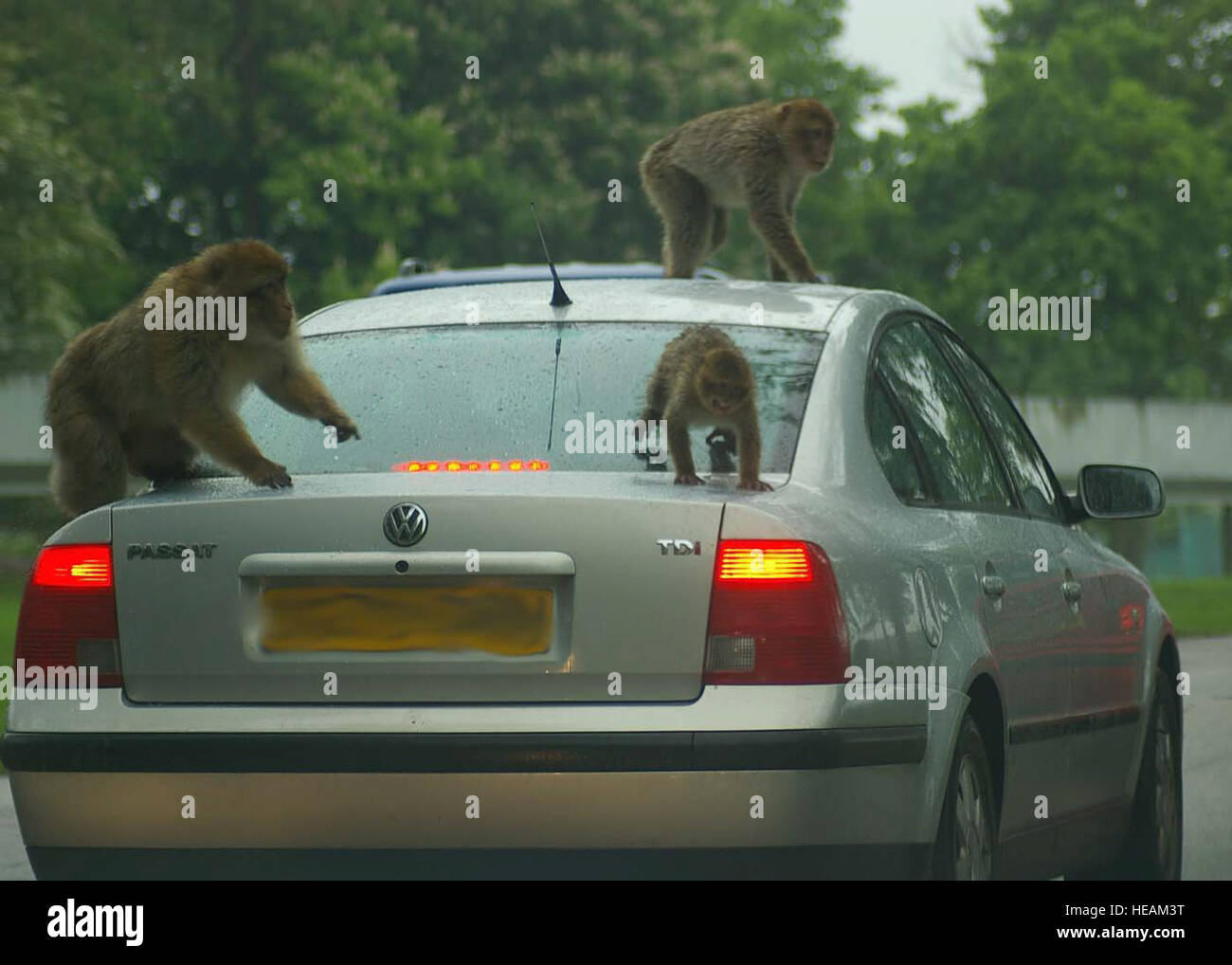 Monkeys Driving Cars