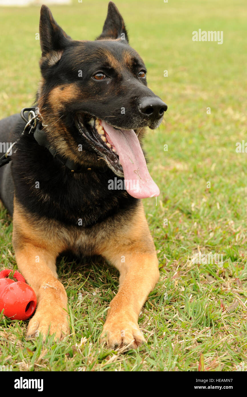 Dax, 18th Security Forces Squadron military working dog, enjoys the ...