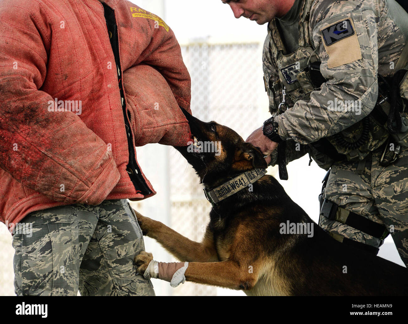 Grim, 379th Expeditionary Security Forces Squadron military working dog ...