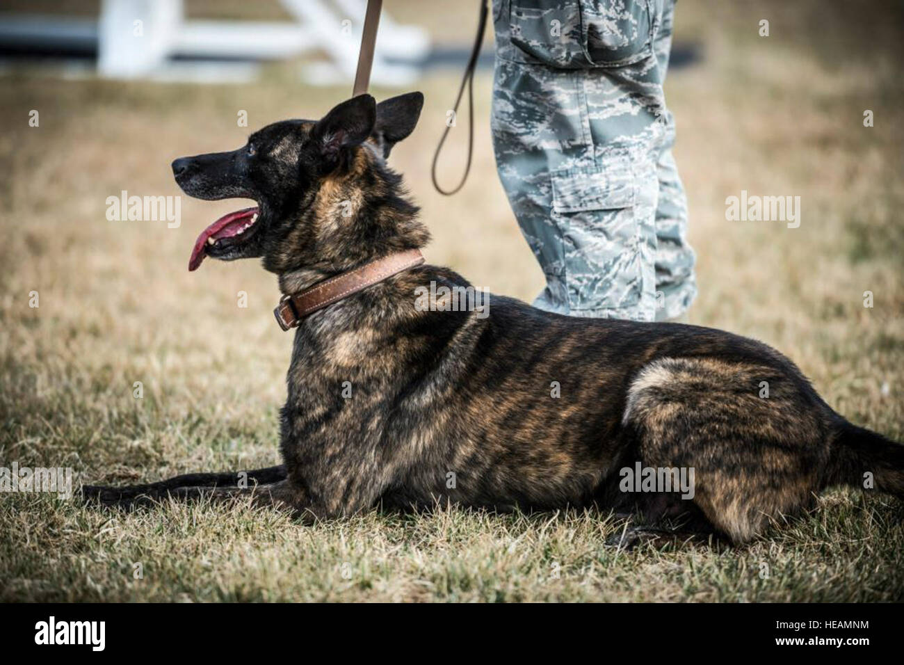 Military working dog demonstrates training exercises for a local Boy ...
