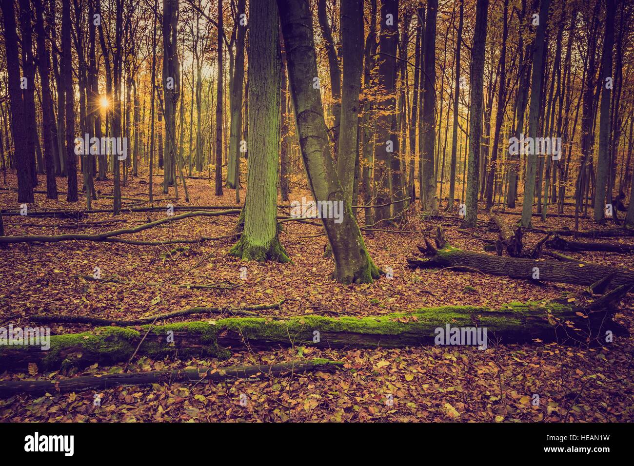Autumnal forest landscape with vintage mood filter. Fall forest in ...