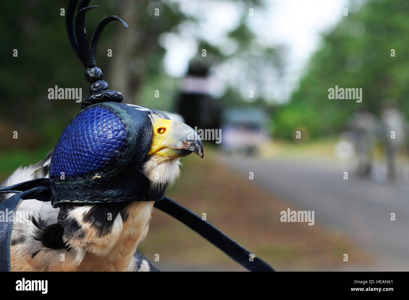 A falcon rests on the arm of a U.S. Air Force Academy falconier at the ...