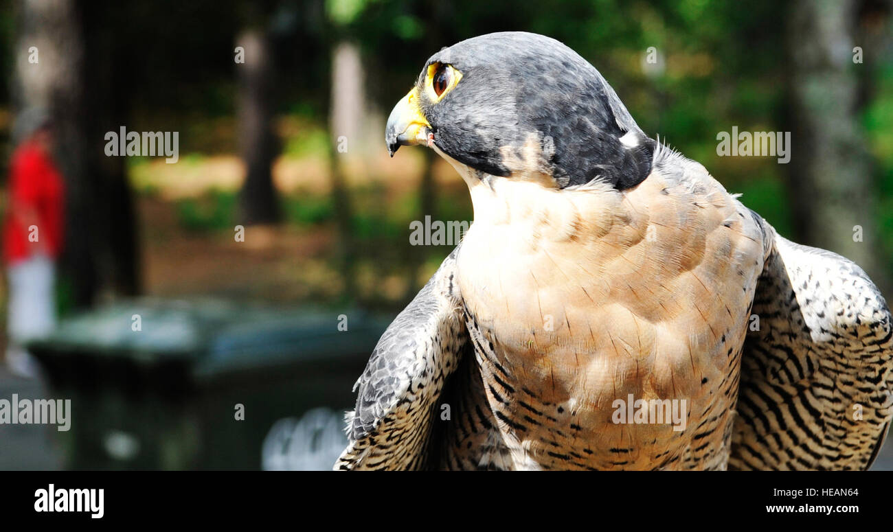 A falcon rest on the arm of a U.S. Air Force Academy falconier at the ...