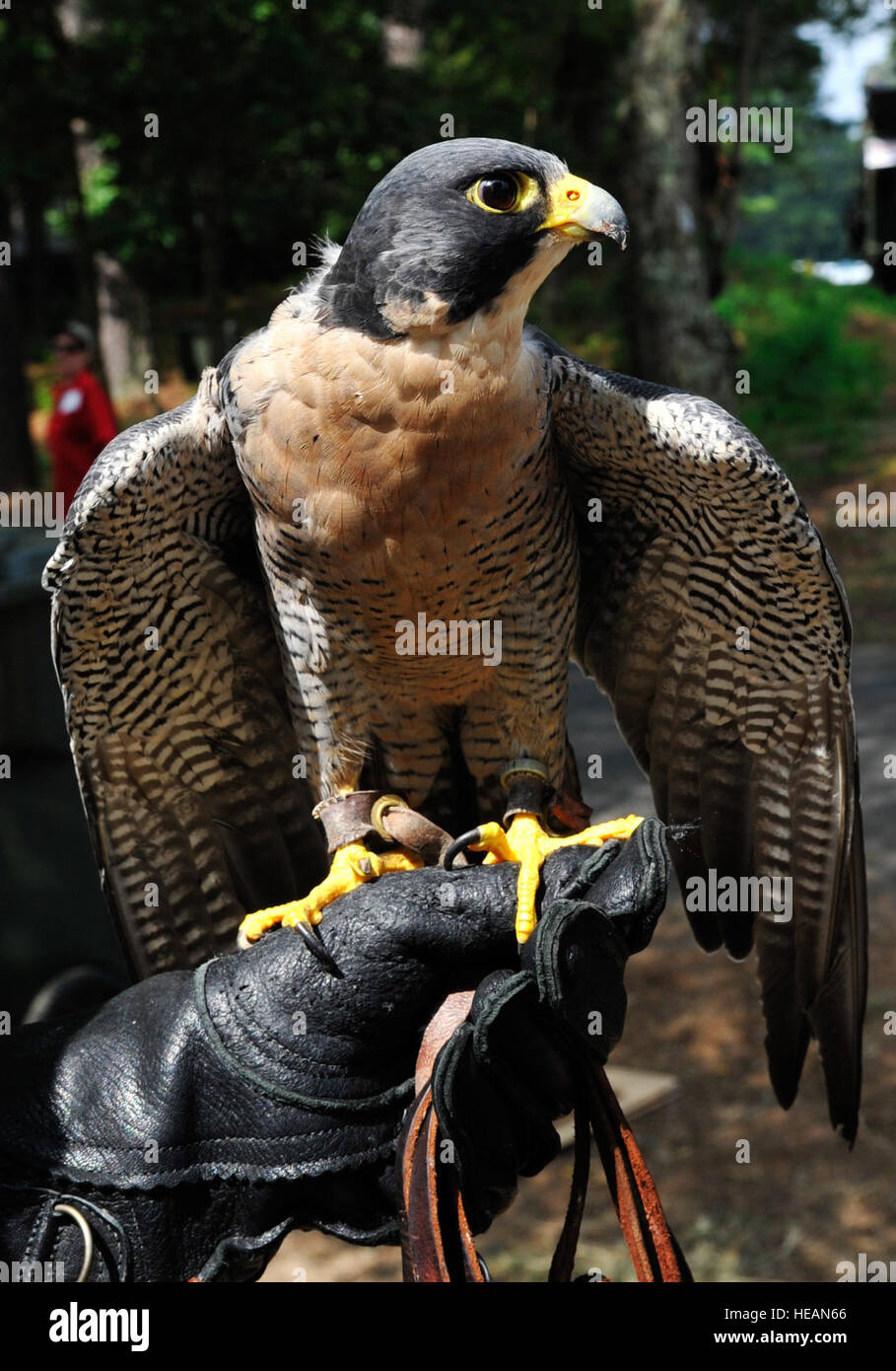 A falcon rests on the arm of a U.S. Air Force Academy falconier at the ...