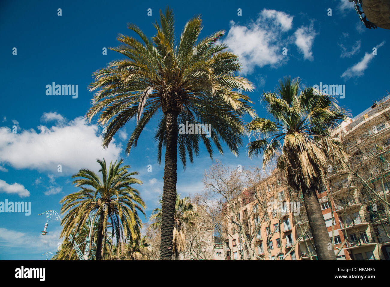 Barcelona Palm tree Stock Photo - Alamy