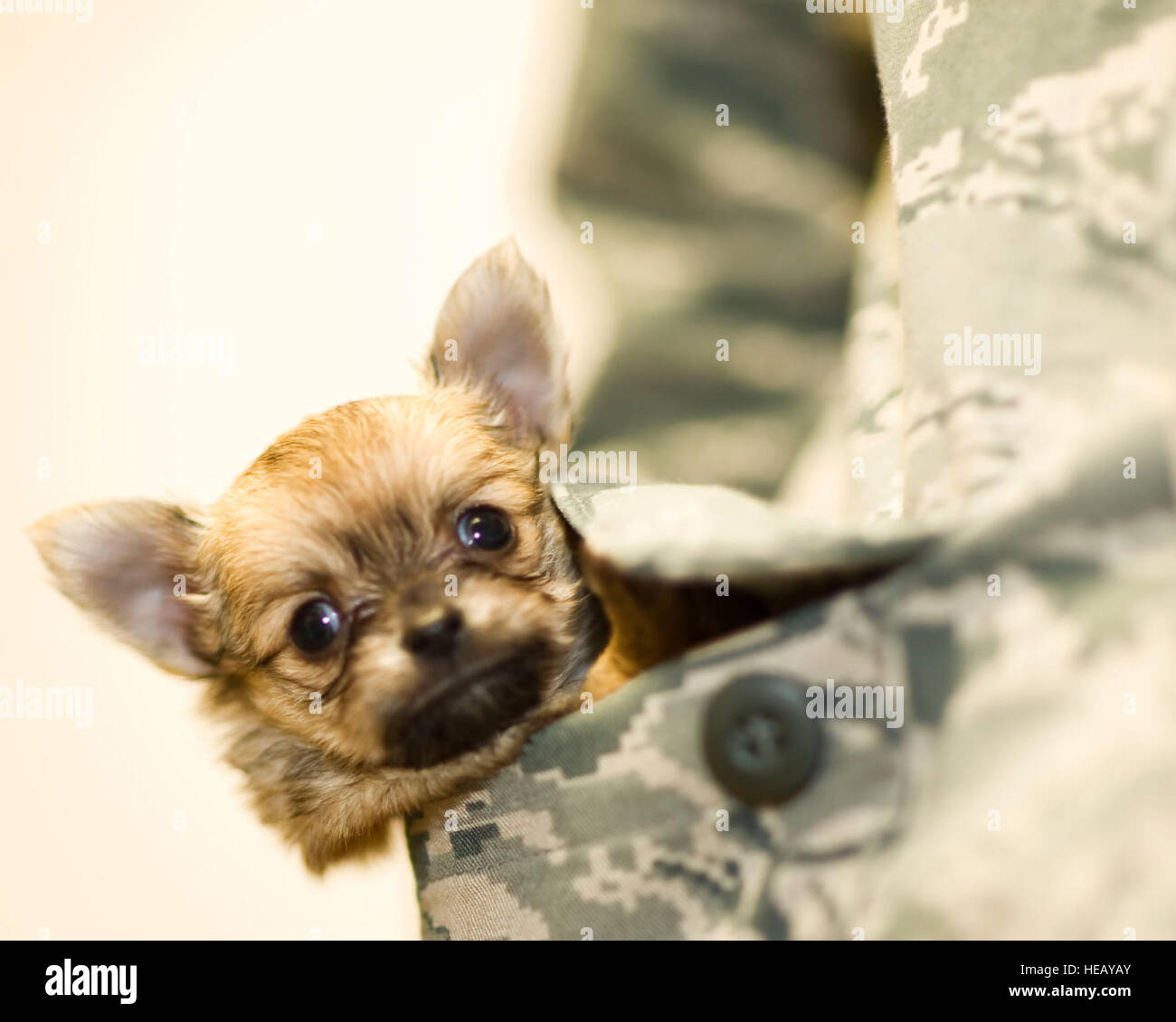 Fuzzy, an 8-week-old chihuahua puppy gets some love and attention from ...