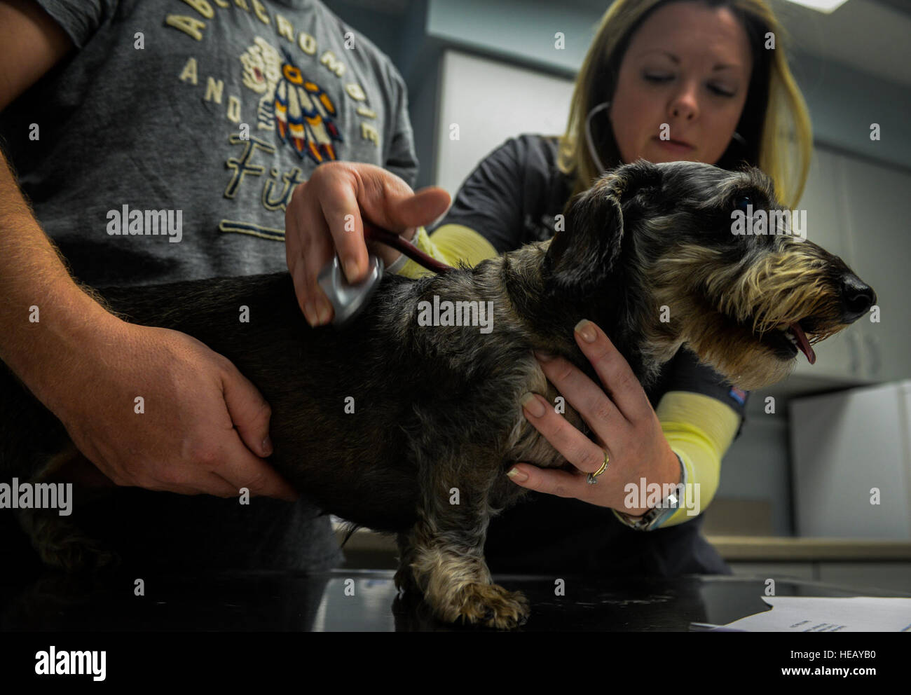 Heather Leighton, a Nellis Air Force Base Veterinary Treatment Facility ...