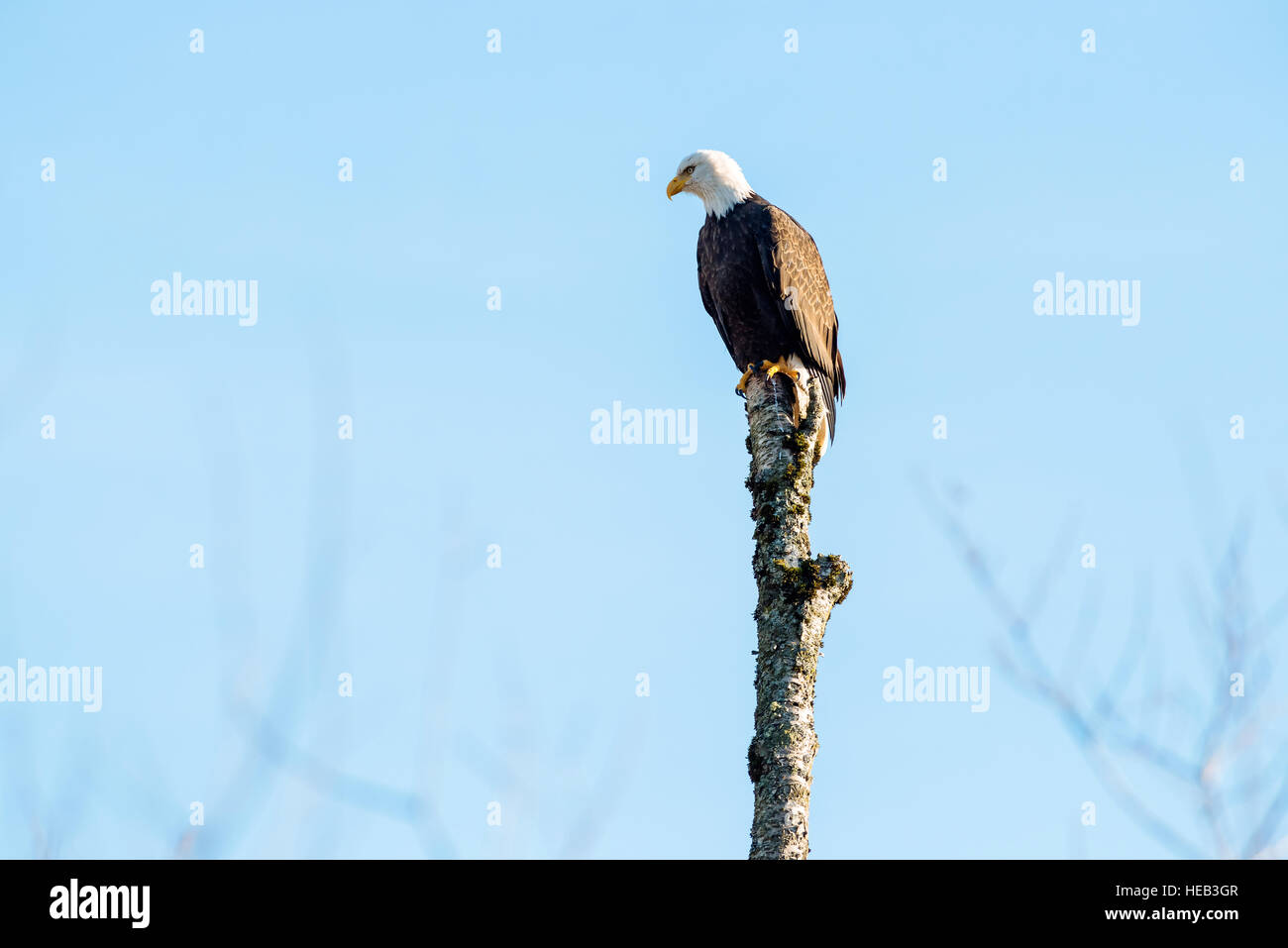 An adult bald eagle perching on a tree in the Chehalis Flats Bald Eagle ...