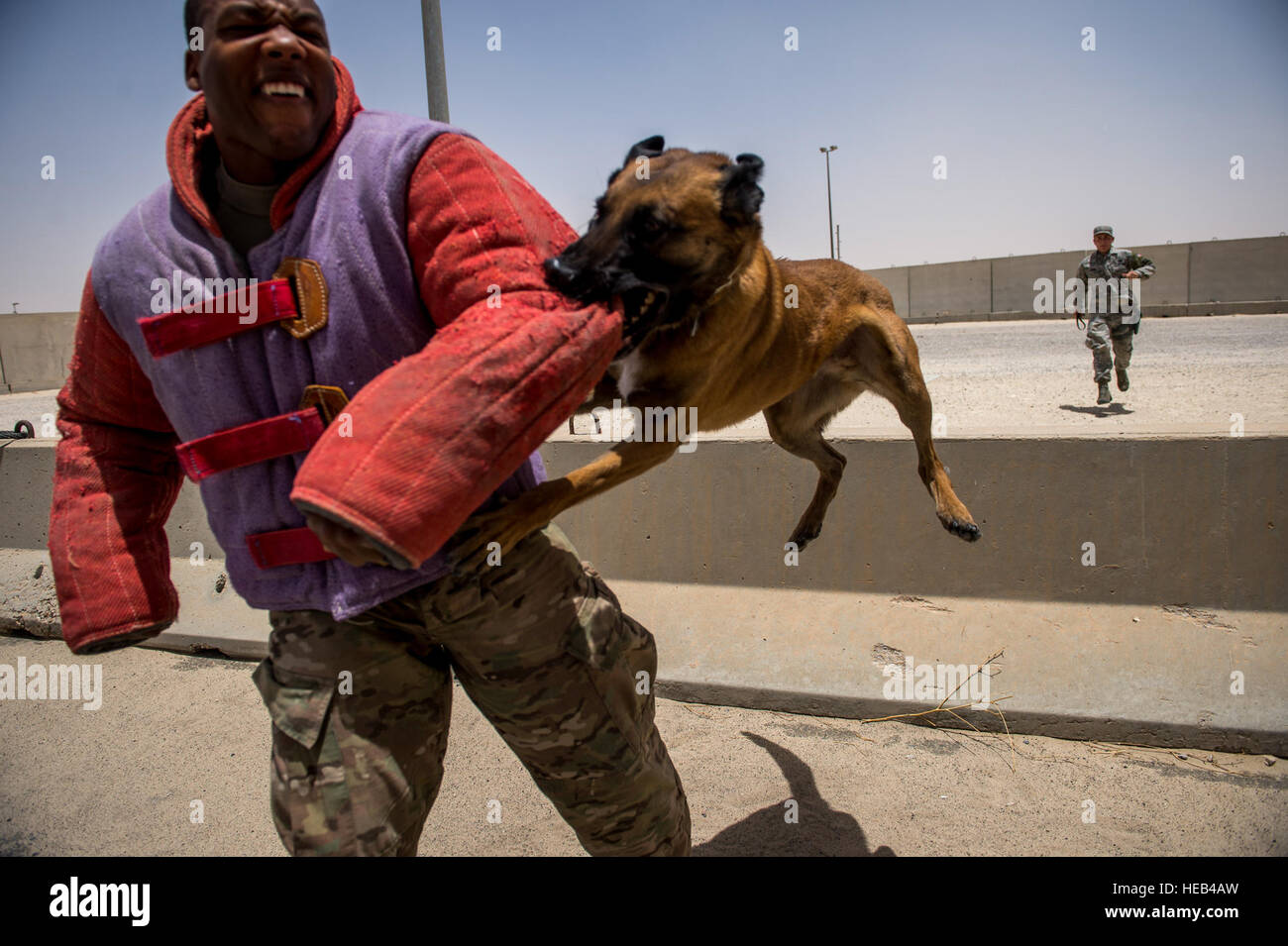 Military Working Dogs Skydiving