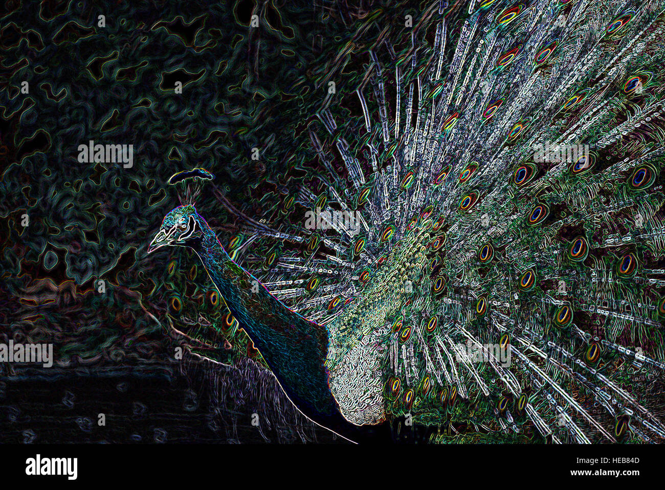 Stylized peacock feather hi-res stock photography and images - Alamy