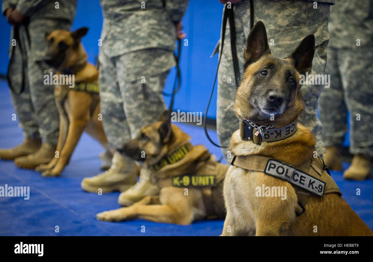 Army k 9 officer daga belgian hi-res stock photography and images - Alamy