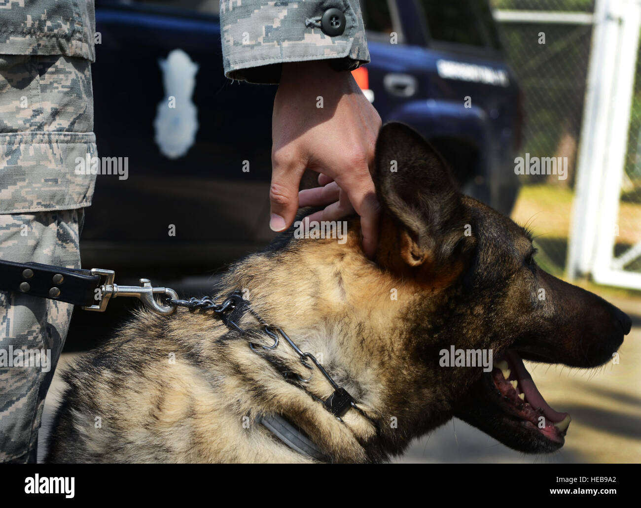 A military working dog from the 86th Security Forces Squadron at ...