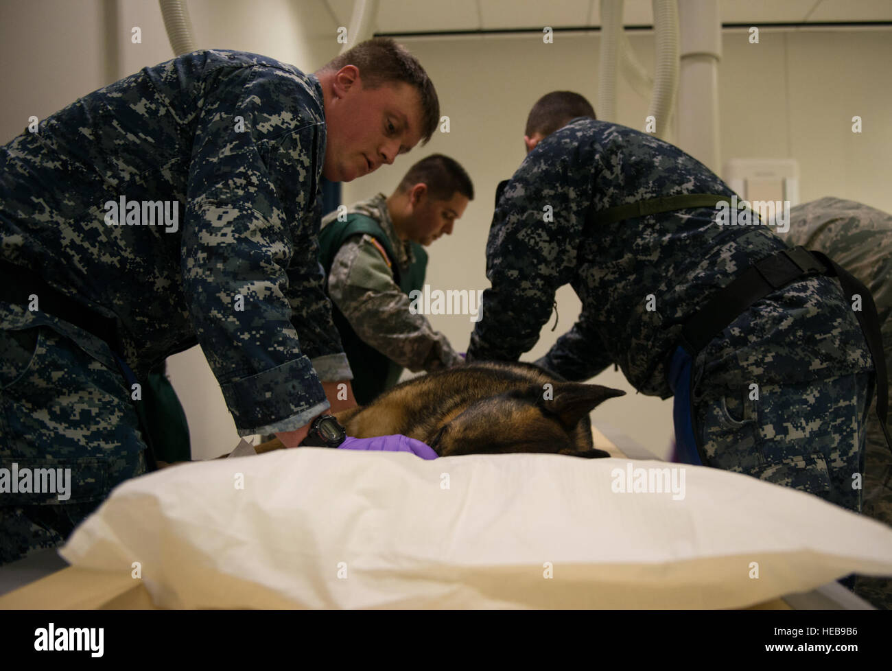 X-ray technicians and military working dog handlers prepare to maneuver ...