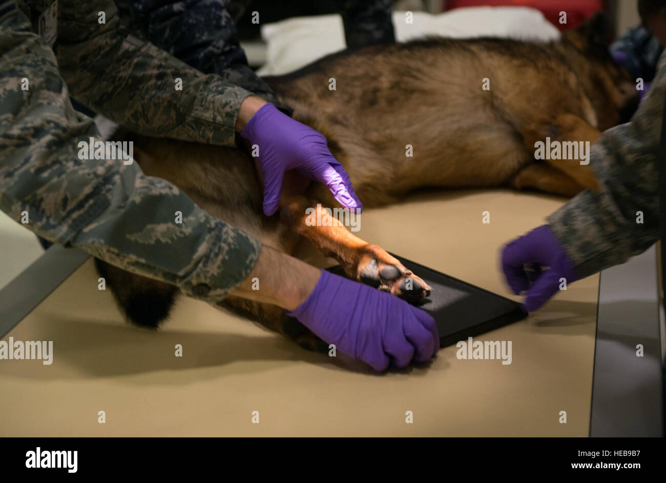 An X-ray technician moves the leg of Brix, a military working dog, into ...