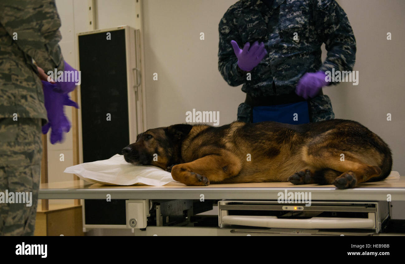 Brix, a drug patrol military working dog, begins to fall asleep in ...