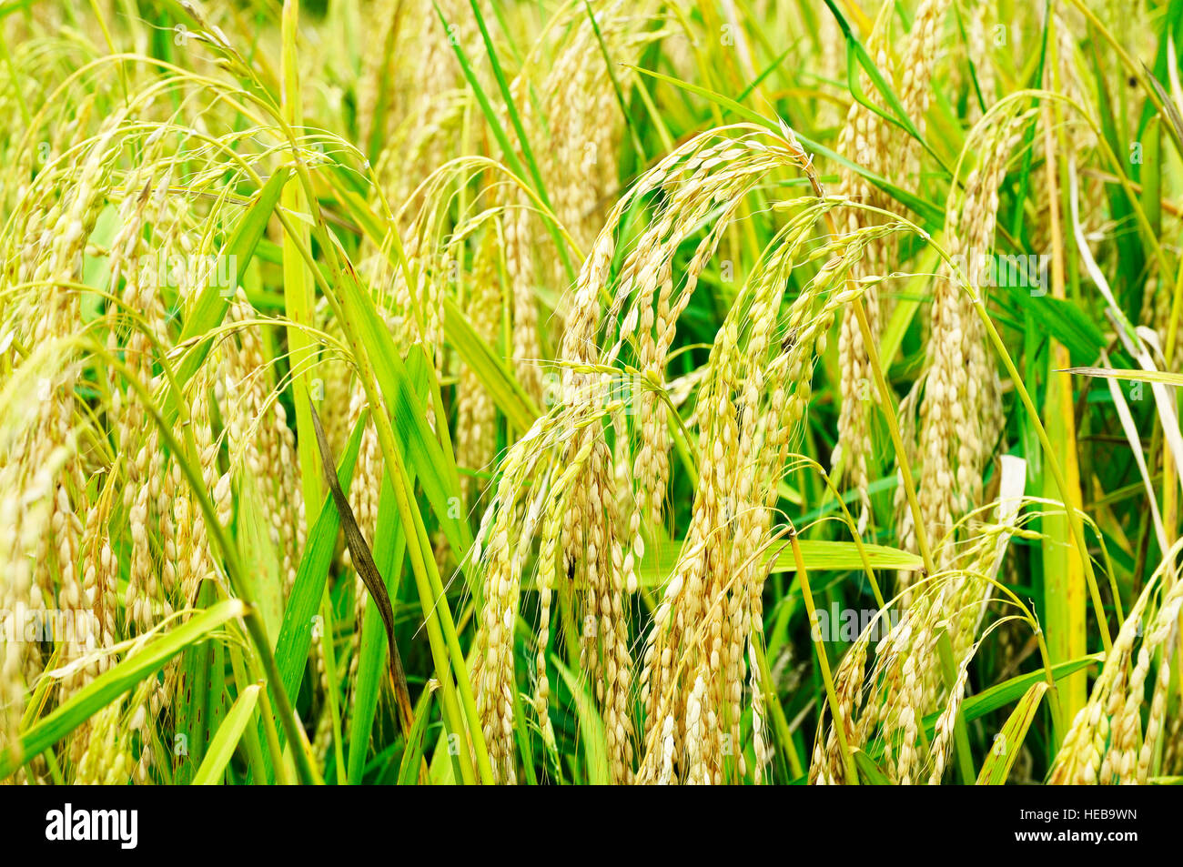 Rice field in Asia. Located in Indonesia Stock Photo - Alamy