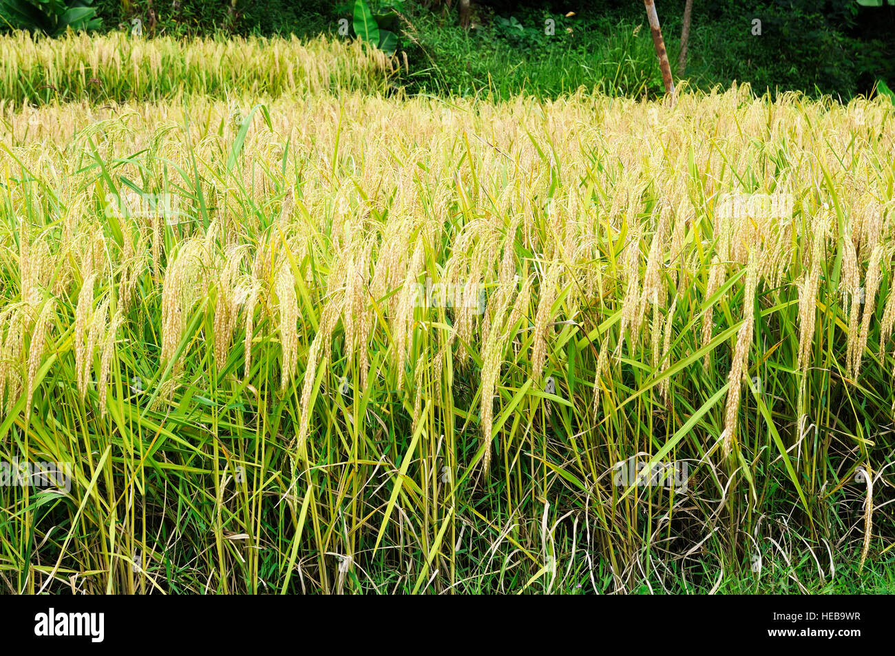 Rice field in Asia. Located in Indonesia Stock Photo - Alamy