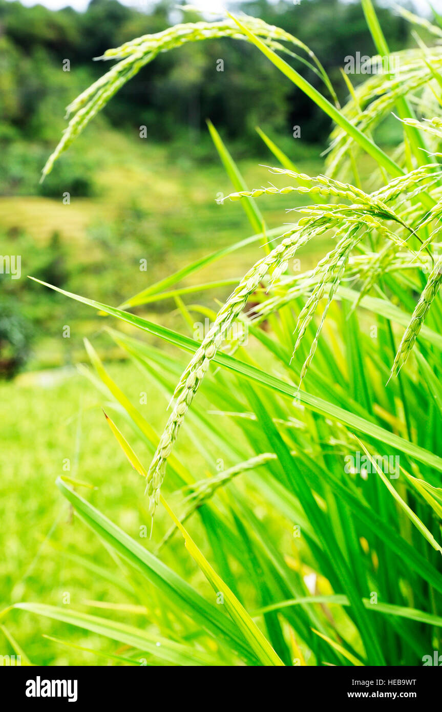 Rice field in Asia. Located in Indonesia Stock Photo - Alamy