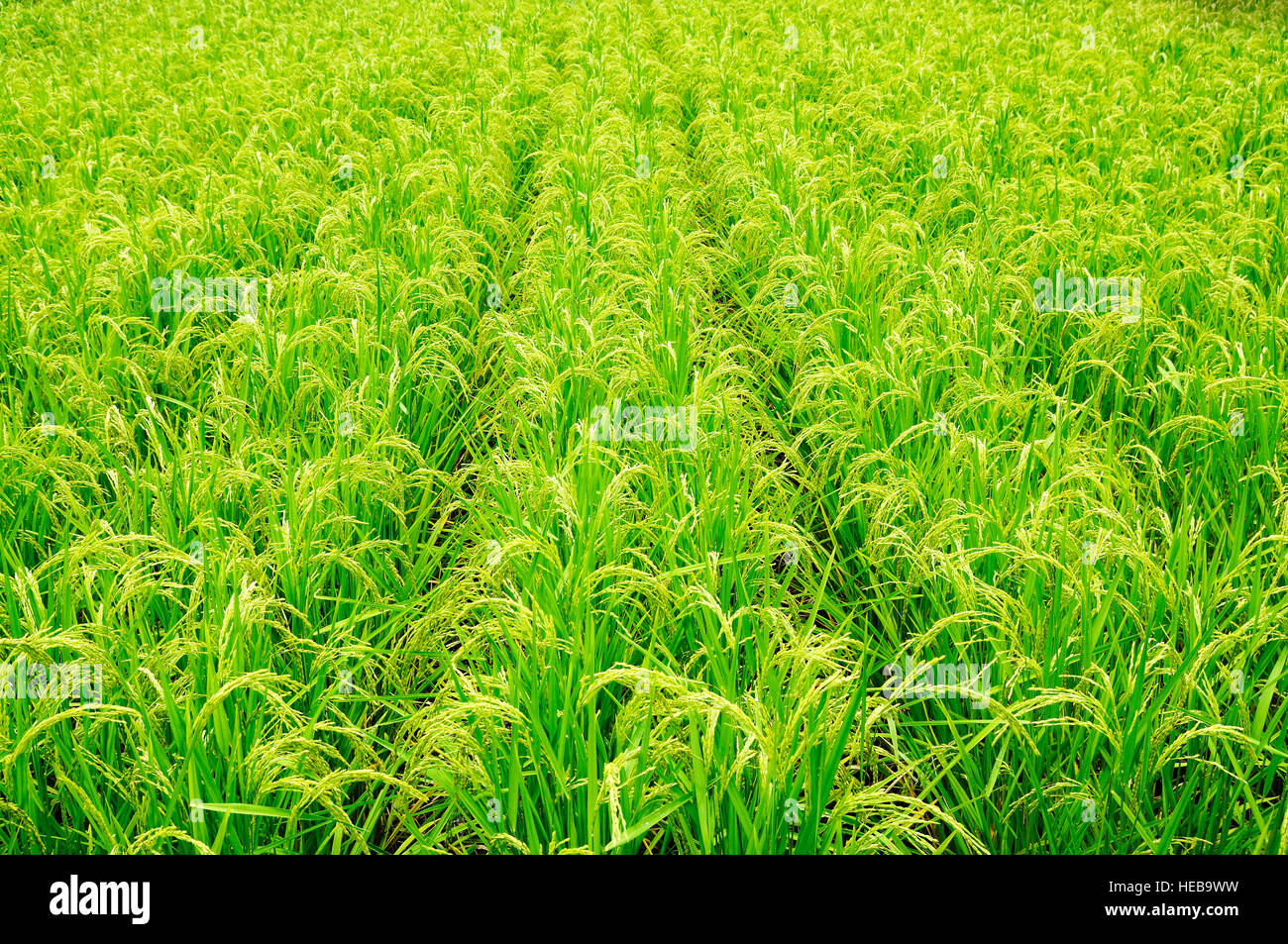 Rice field in Asia. Located in Indonesia Stock Photo - Alamy