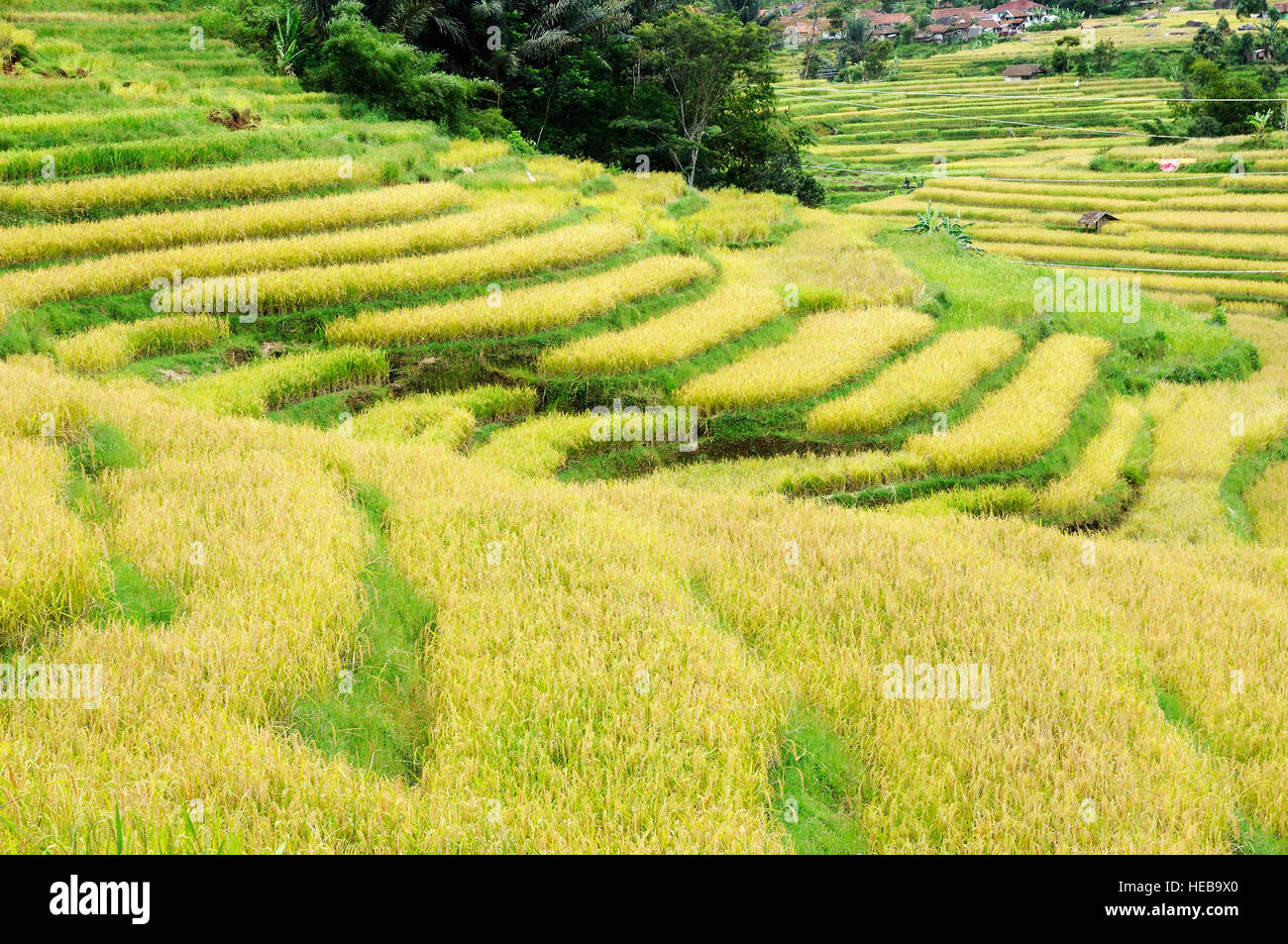 Rice field in Asia. Located in Indonesia Stock Photo - Alamy