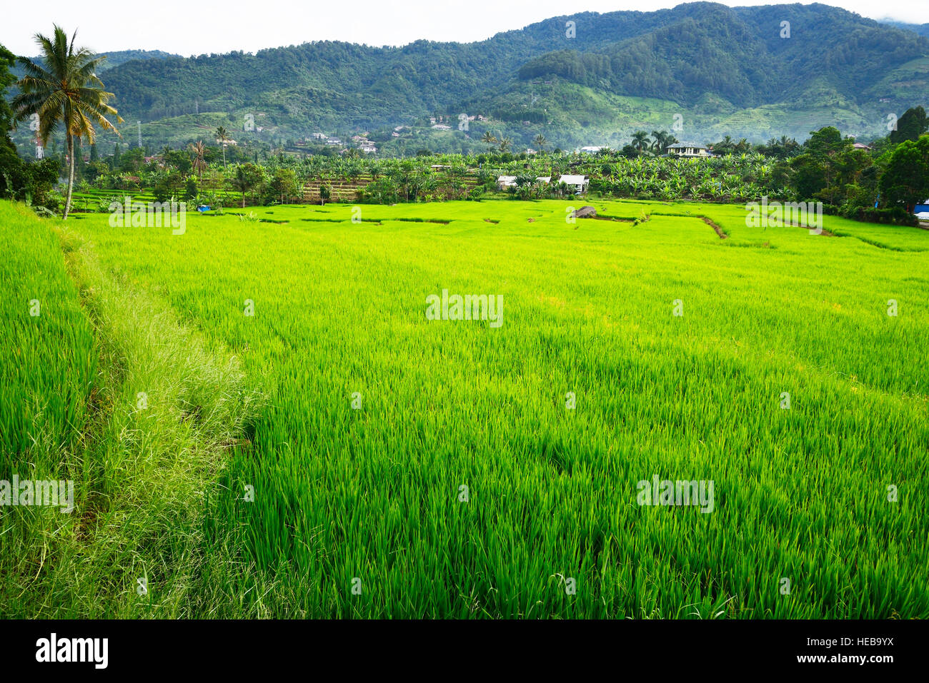 Rice field in Asia. Located in Indonesia Stock Photo - Alamy