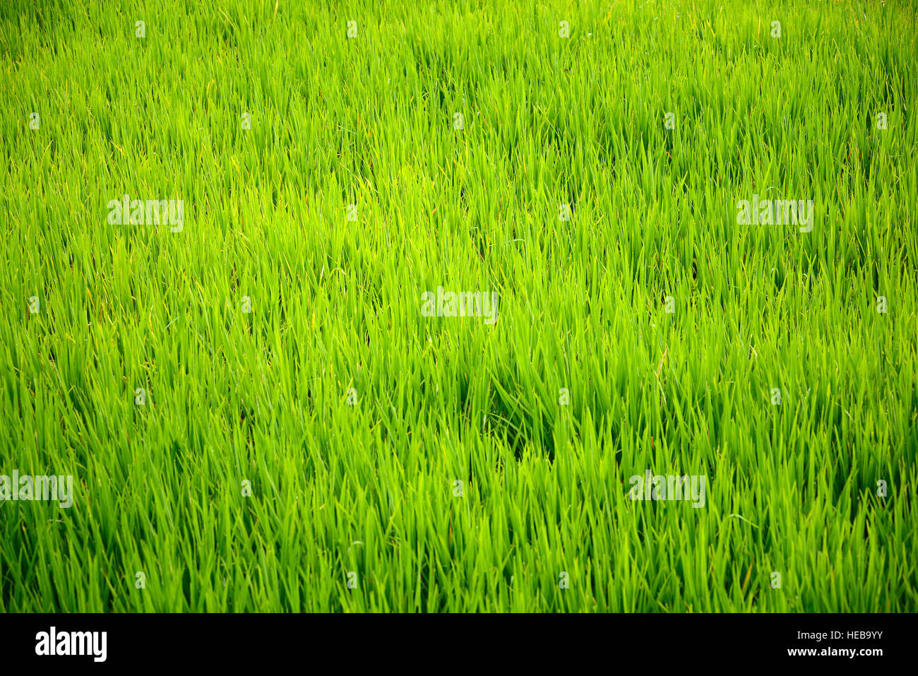 Rice field in Asia. Located in Indonesia Stock Photo - Alamy