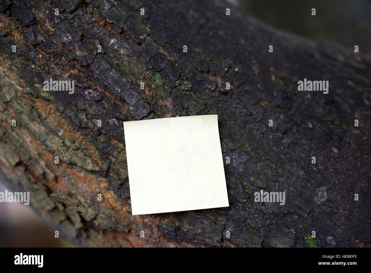 Blank yellow note on tree. You can put your message on the paper Stock ...